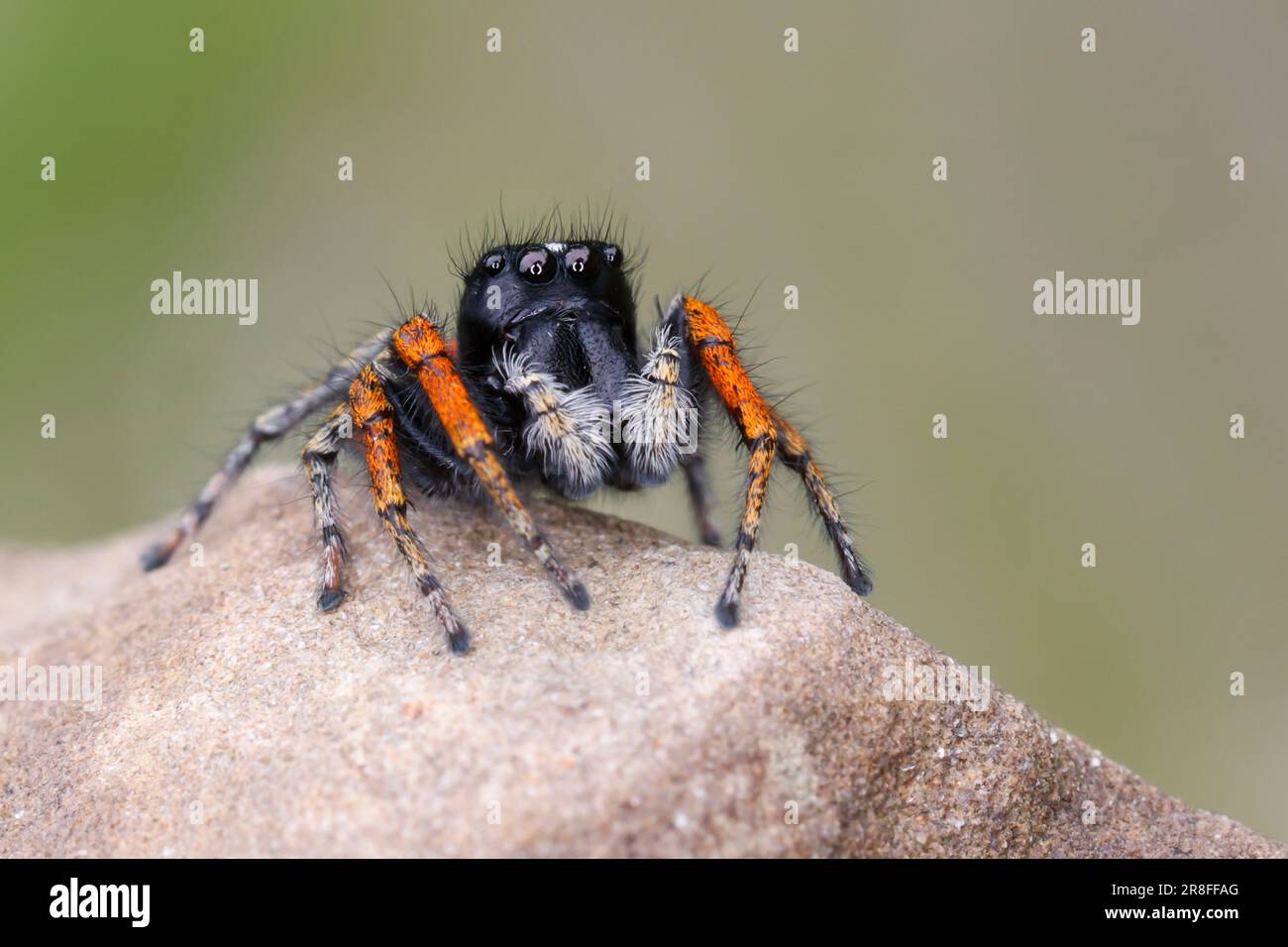 Goldaugen-Springspinne, Goldaugenspringspinne, Goldäugige Springspinne ...
