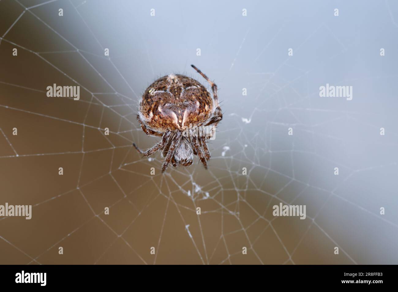 Körbchenspinne, Körbchen-Spinne, Agalenatea redii, Agalenatea redi ...