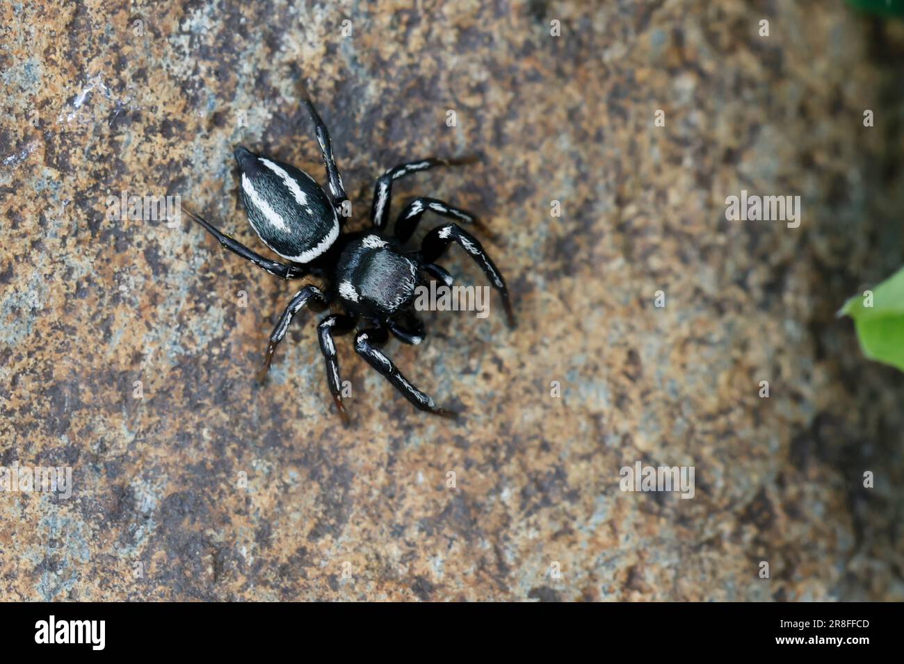 Springspinne, Männchen, Heliophanus melinus, male, Springspinnen ...