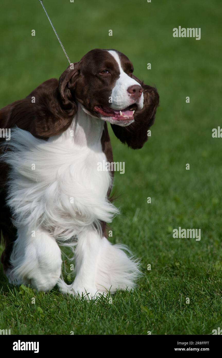 English Springer Spaniel with flowing hair walking in dog show ring ...