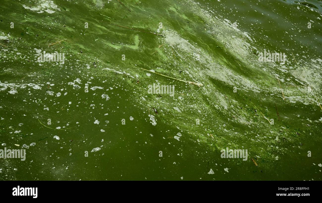 In Black Sea Blue-green algae blooms, water in Odessa has become freshwater and green color ...