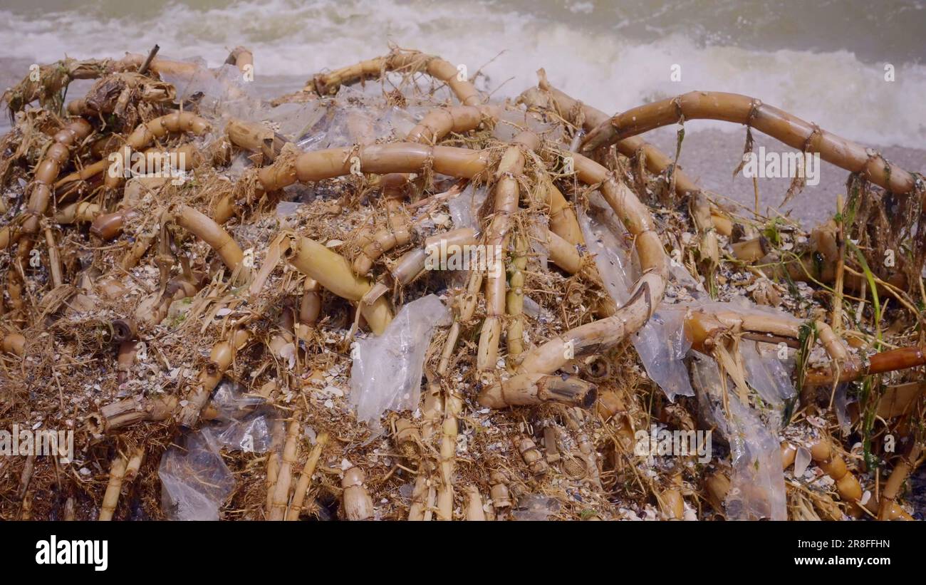 Close up of plastic mixed with reed roots lies on sand, floating debris ...