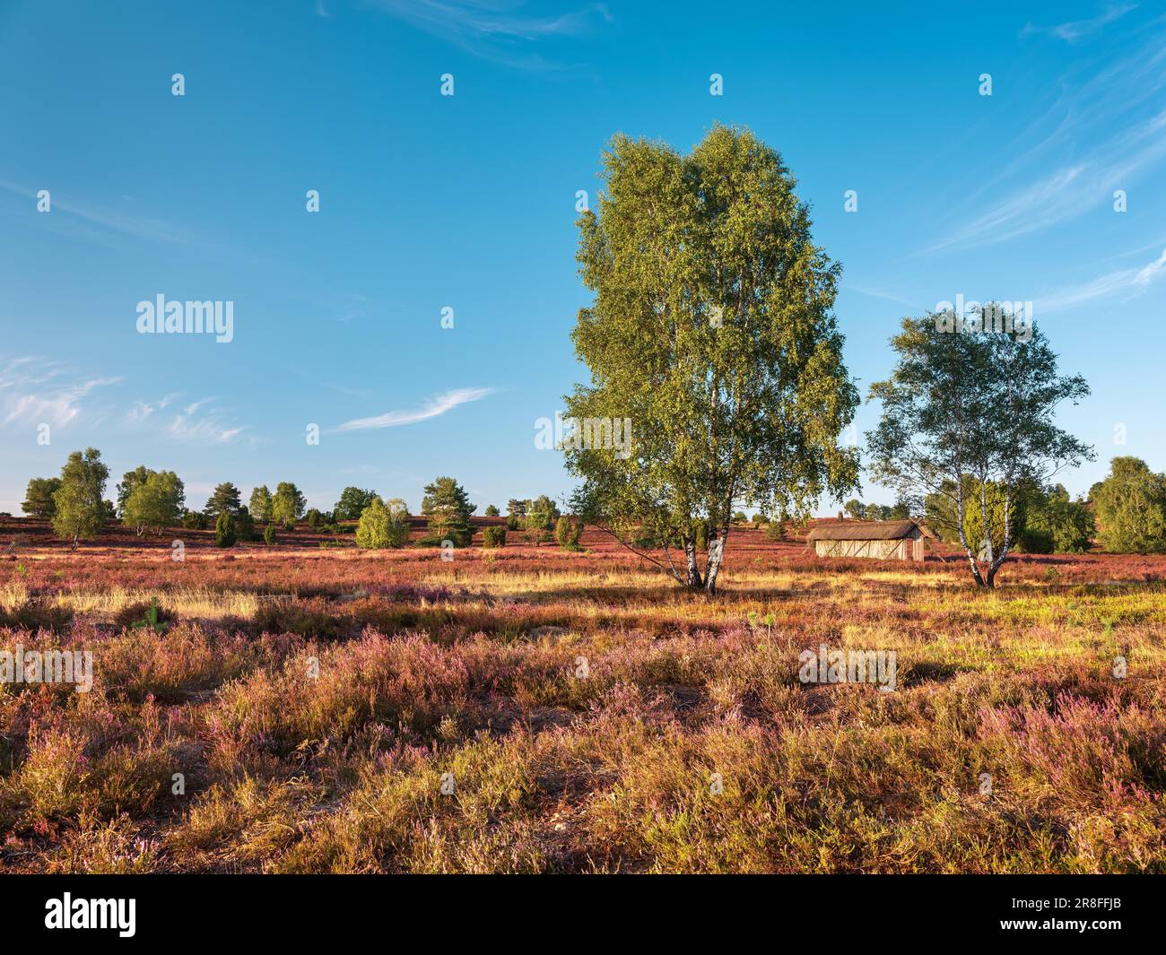 Typical heath landscape at Wilseder Berg with flowering heather ...