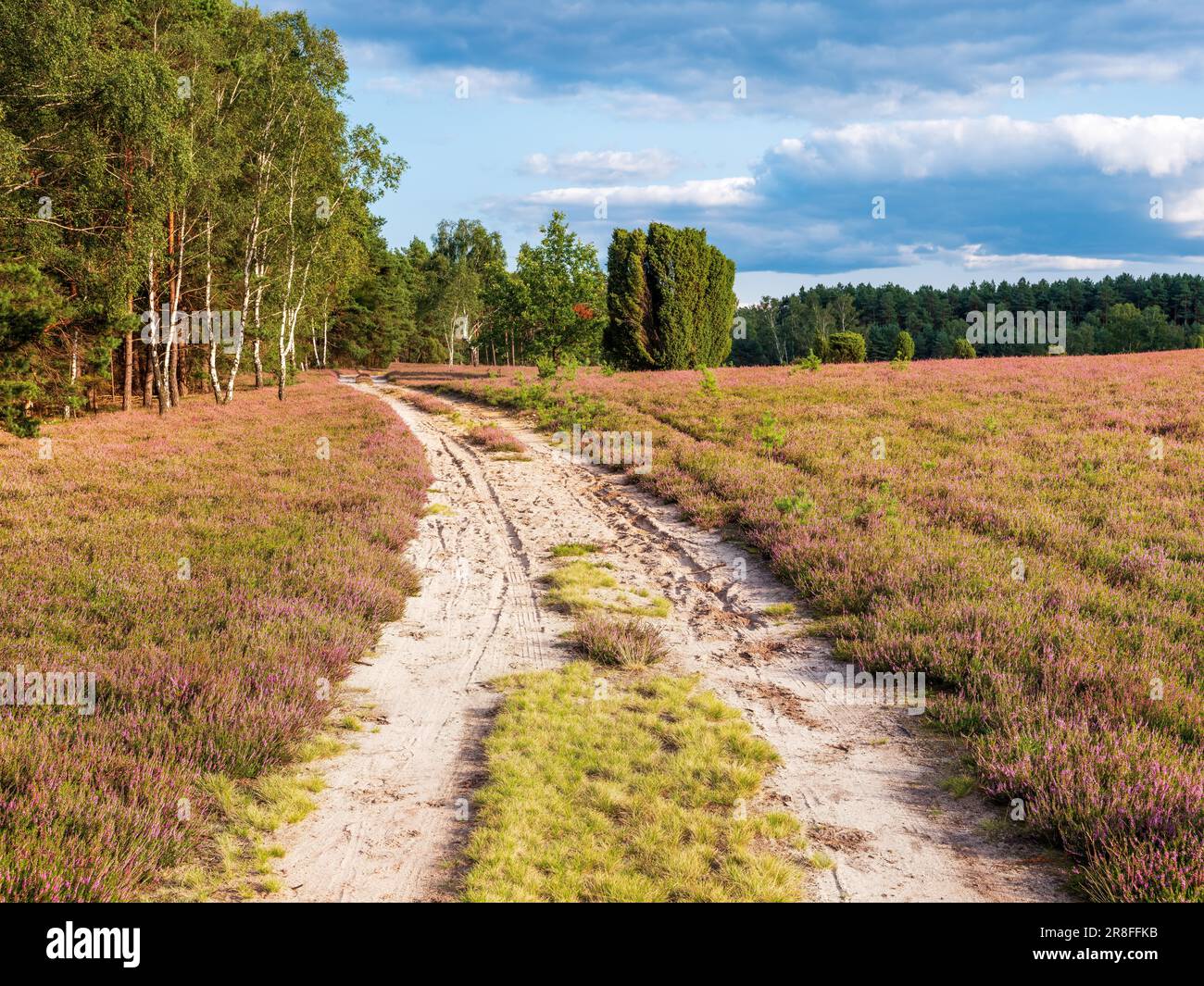 Hiking trail at the edge of the forest through typical heath landscape ...