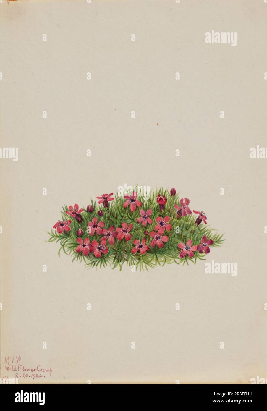 Moss Campion (Silene acaulis) 1924 by Mary Vaux Walcott, born ...