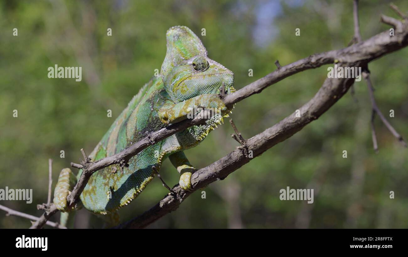 Angry chameleon hi-res stock photography and images - Alamy