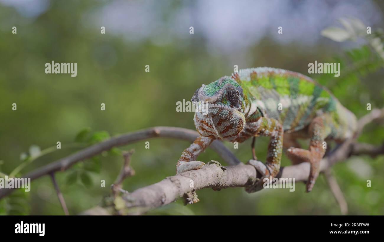 Green chameleon walks along branch and looksat around on bright sunny ...