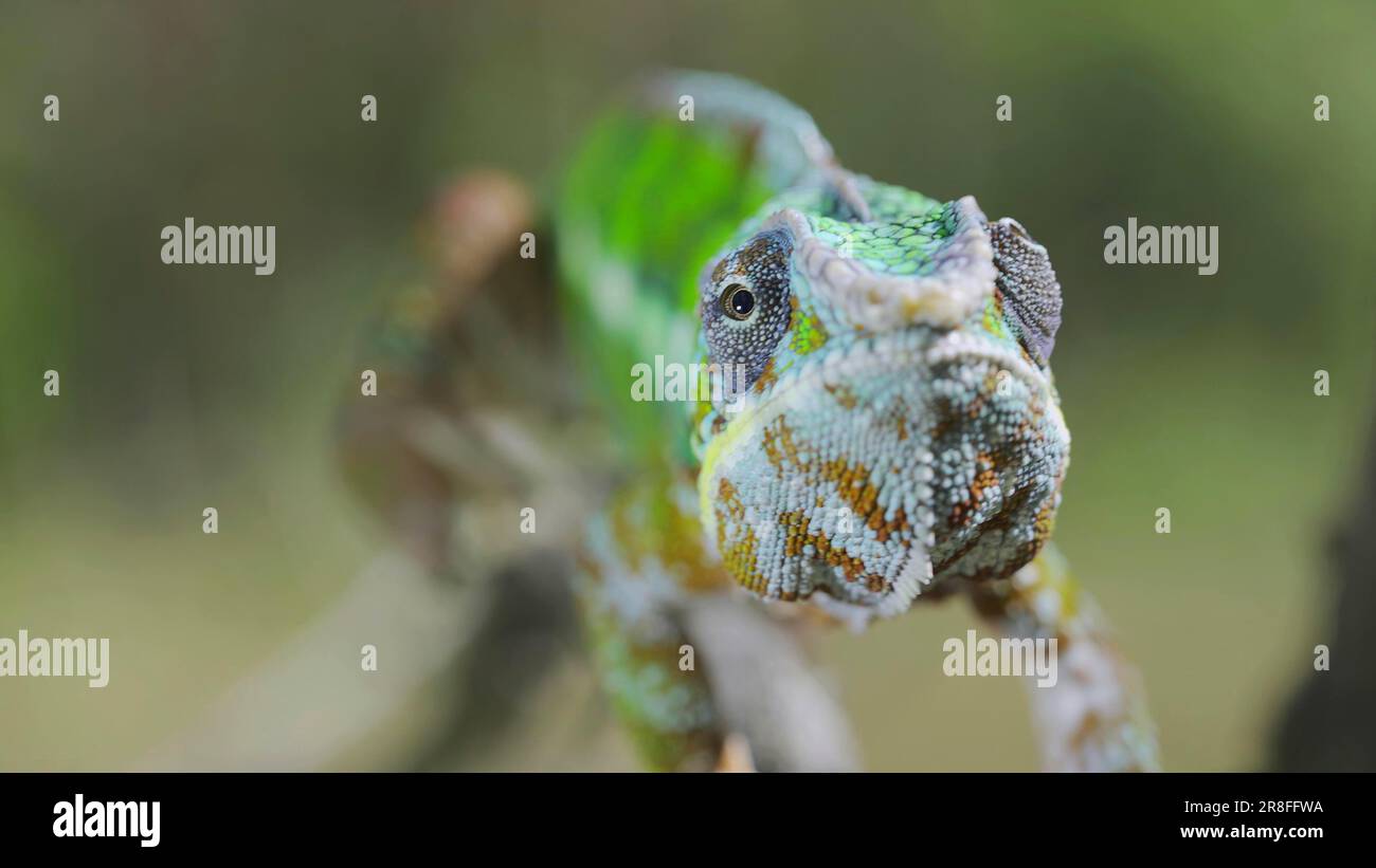 Green chameleon walks along branch and looksat around on bright sunny ...