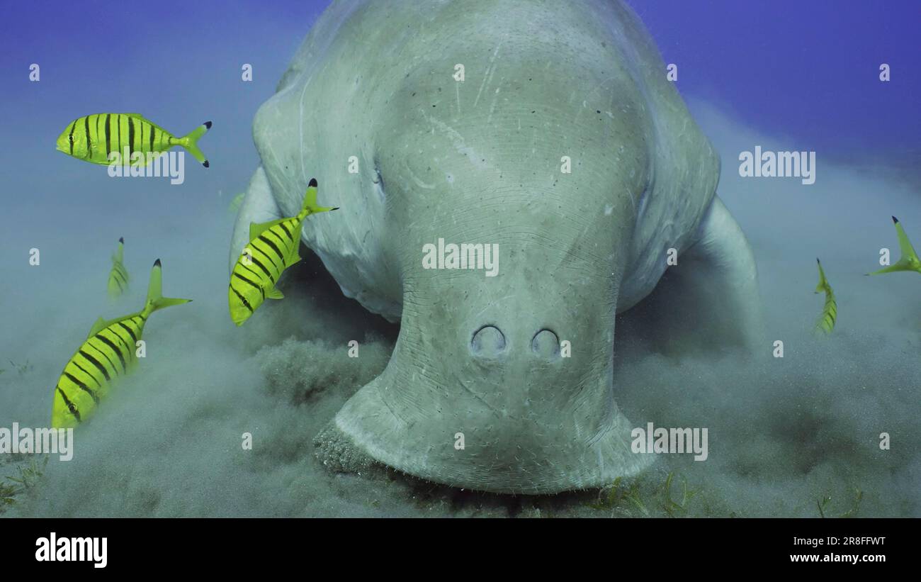 Frontal portrait of Sea Cow (Dugong dugon) or Dugong accompanied by ...