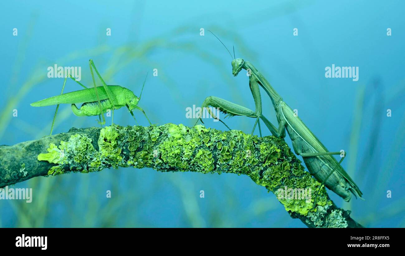 Green grasshopper chirps its wings next to large female praying mantis ...