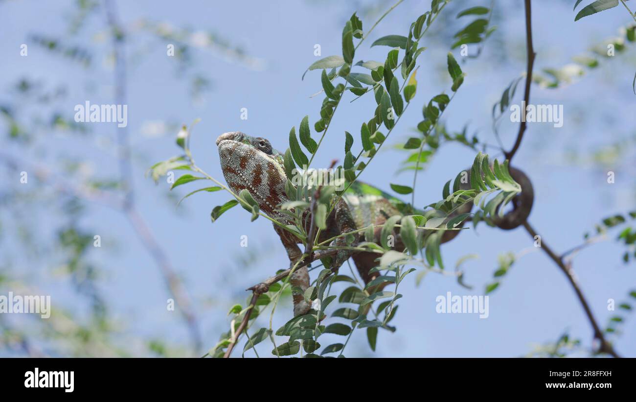Green chameleon sits on thin branch of tree among green leaves with its ...