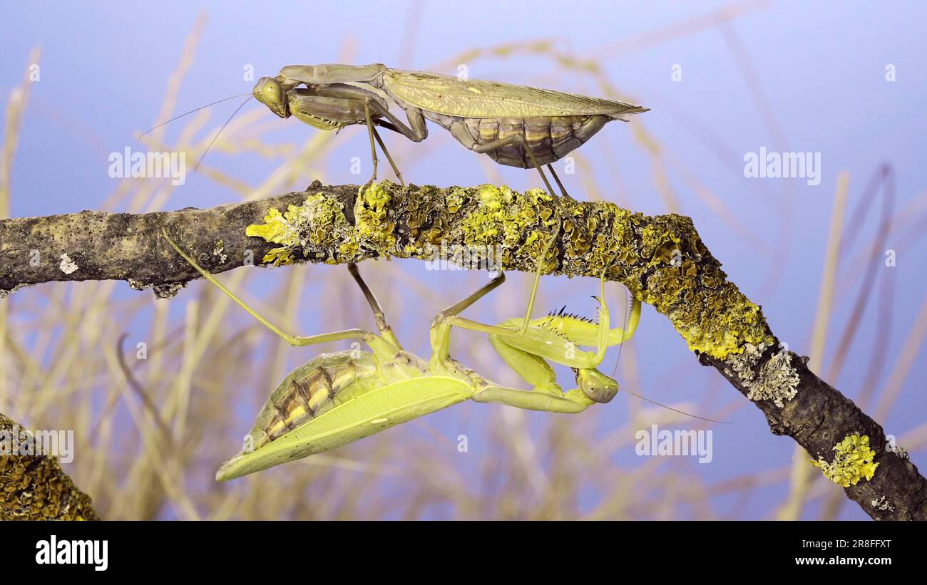 Large female praying mantis goes under tree branch on which another ...
