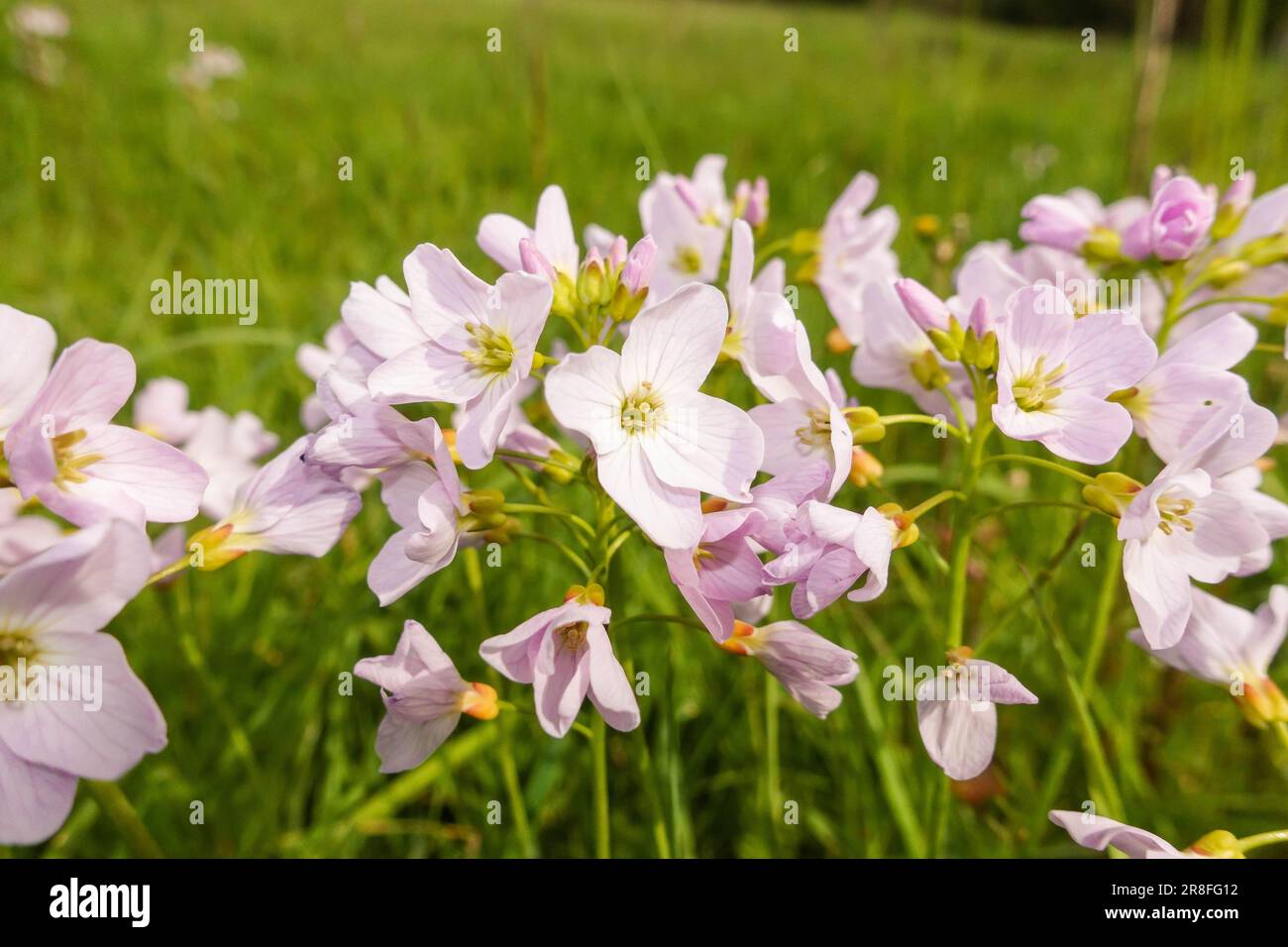 Cuckooflower (Cardamine pratensis) also known as Lady's smock, growing ...