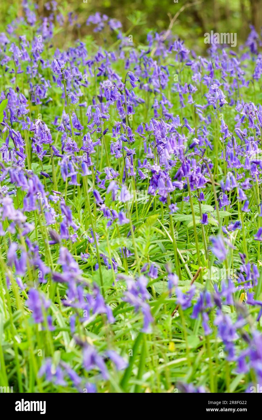 Bluebell (Hyacinthoides non-scripta) growing on a nature reserve in the ...
