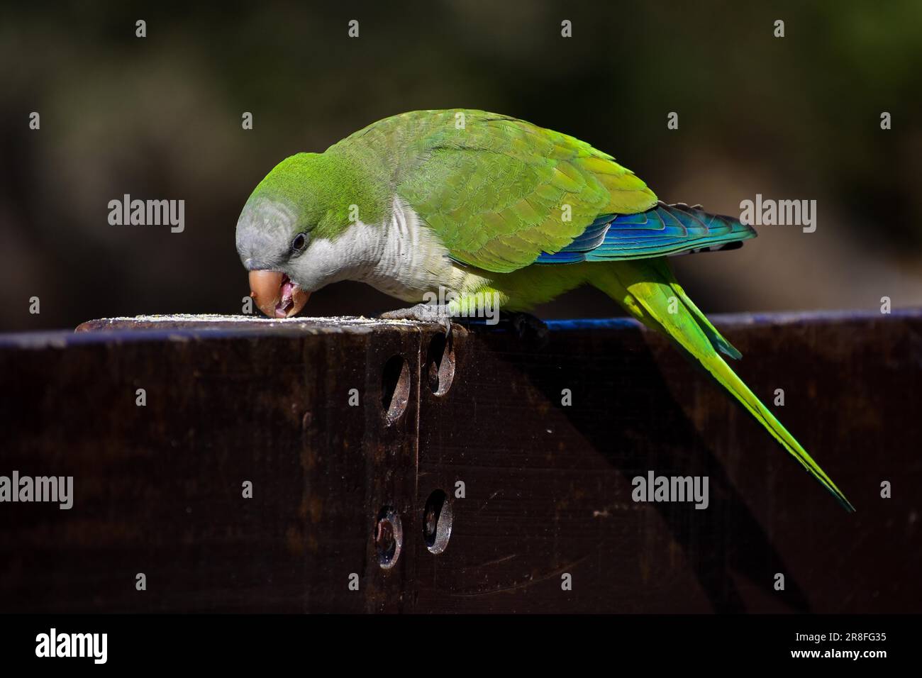 A monk parakeet (myiopsitta monachus) feeding in the wild, the only ...