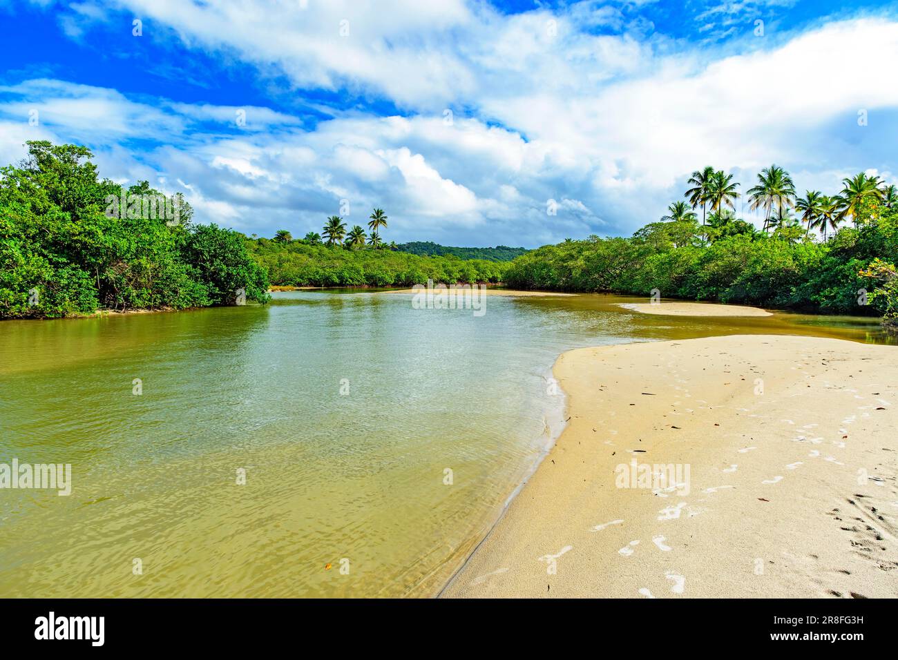 River with greenish waters flowing through the mangrove vegetation and ...