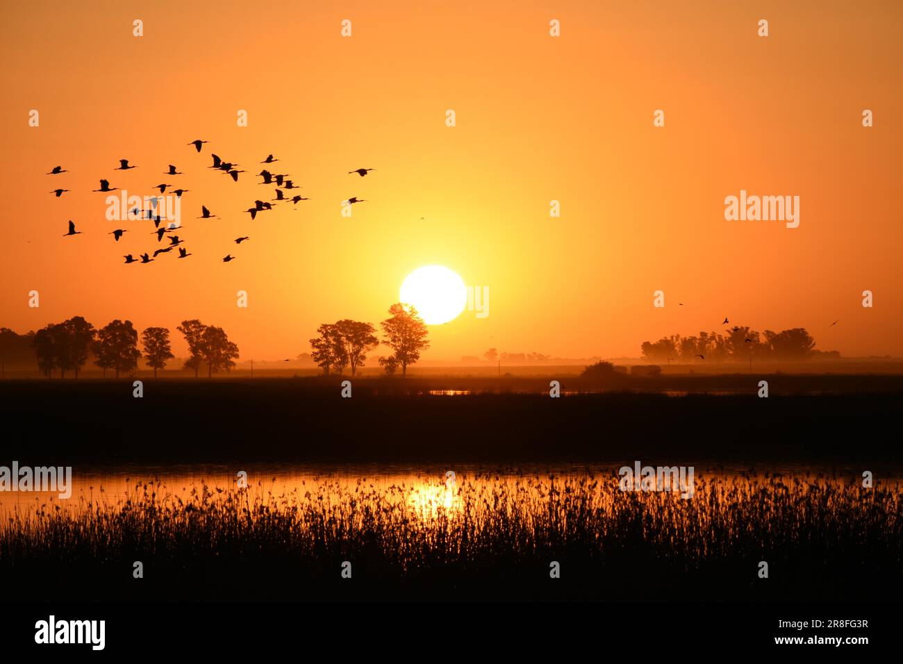 A group of spectacled sickles (Plegadis chihi) flying over Laguna ...