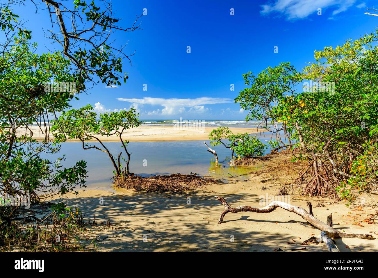 Meeting between the mangrove, the river, the sand and the sea at Sargi ...