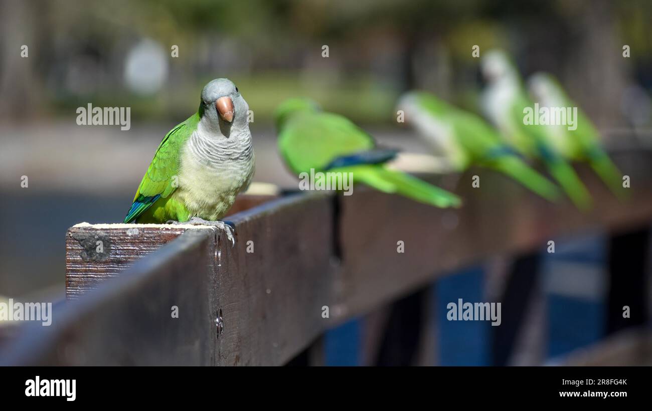 A group of free-ranging monk parakeets (myiopsitta monachus), the only ...