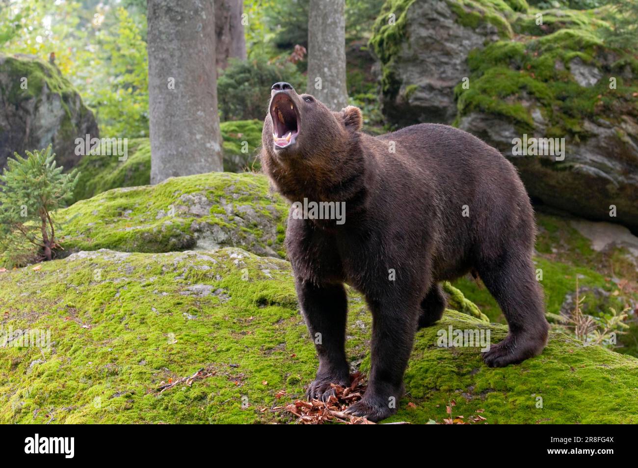 Brown bear (Ursus arctos), roaring, Bavarian Forest National Park ...