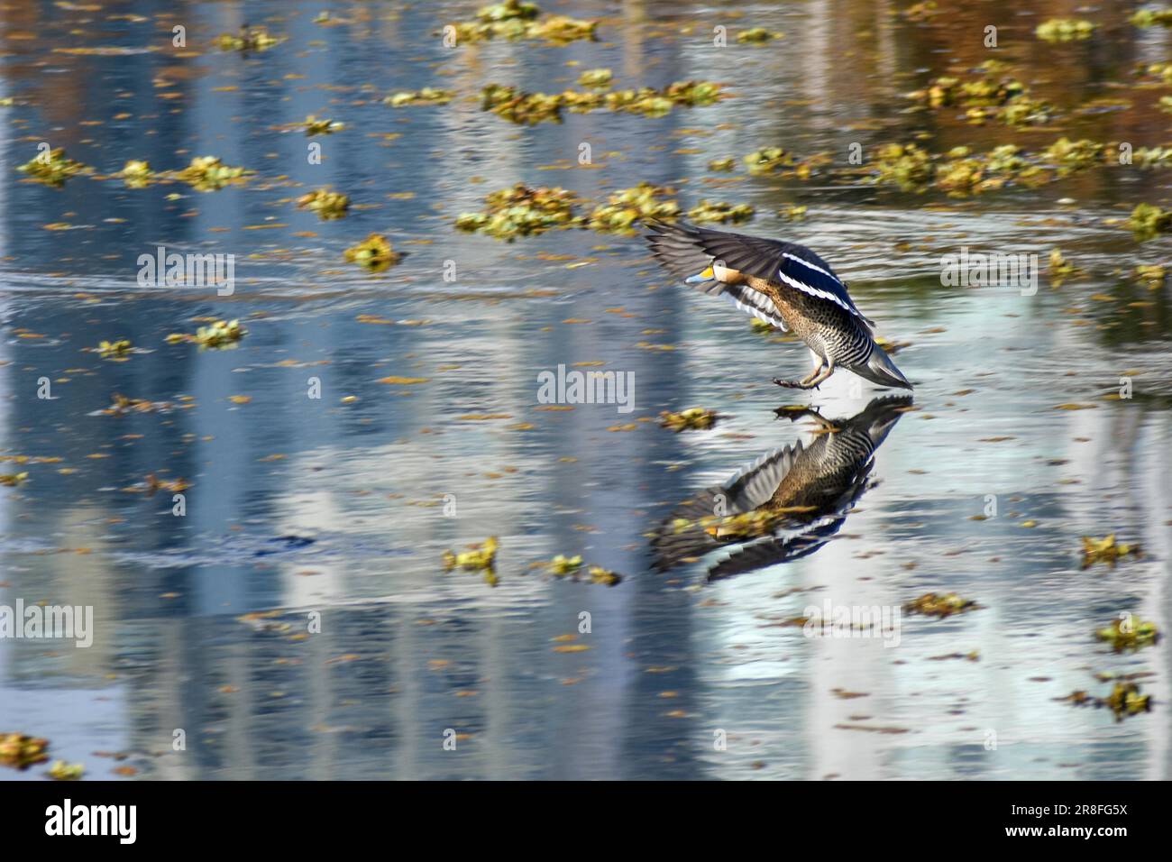Silver teal (Spatula versicolor) approaching a lagoon in the Costanera ...