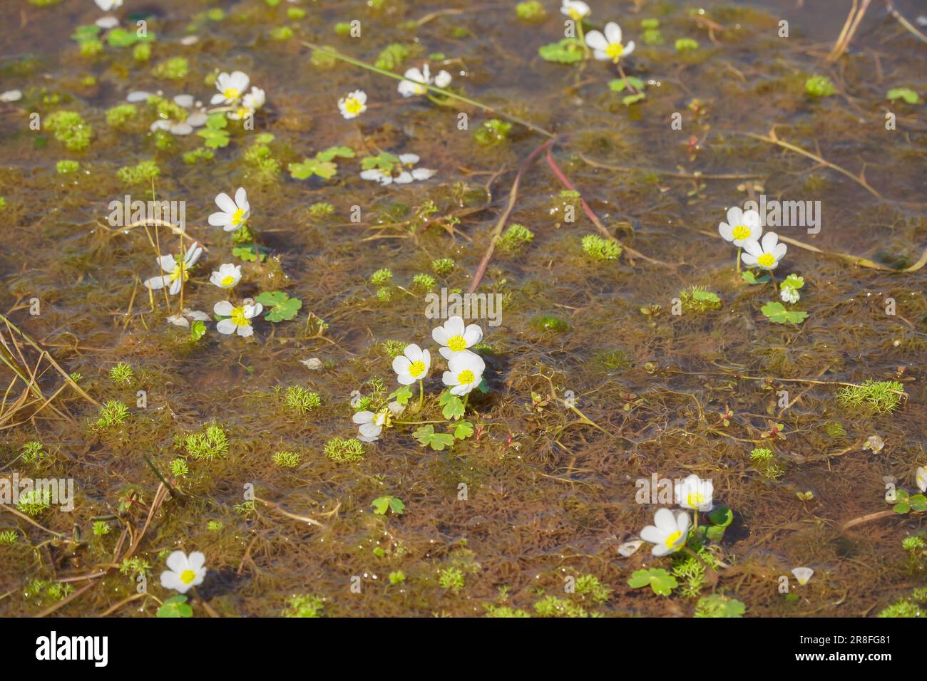 Common water-crowfoot (Rununculus aquatilis) an aquatic growing in a ...