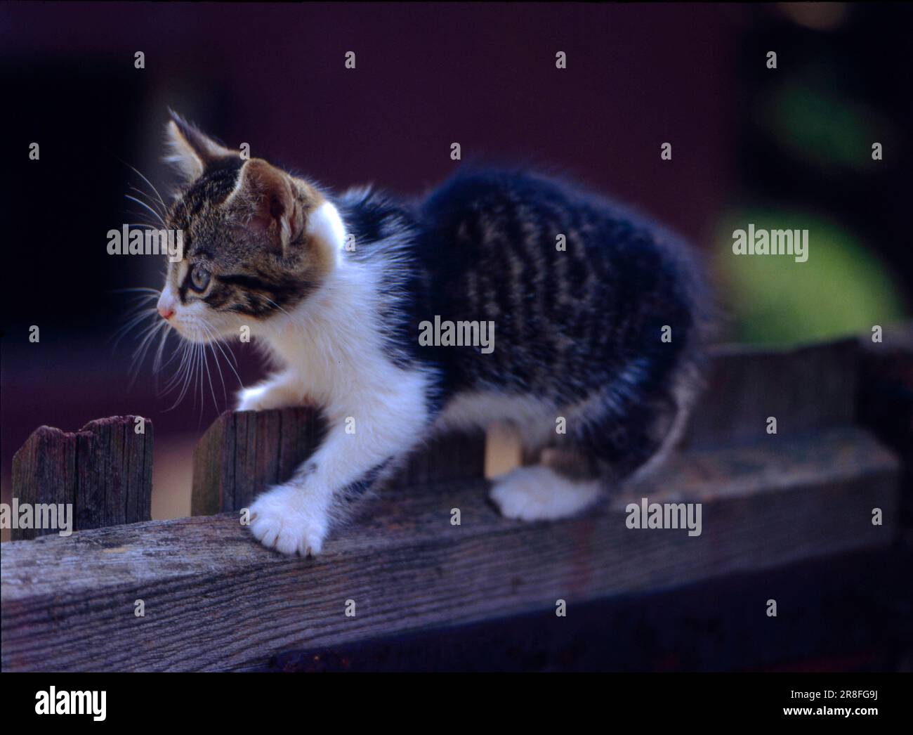 Young wildcat (Felis silvestris) forma catus Stock Photo - Alamy