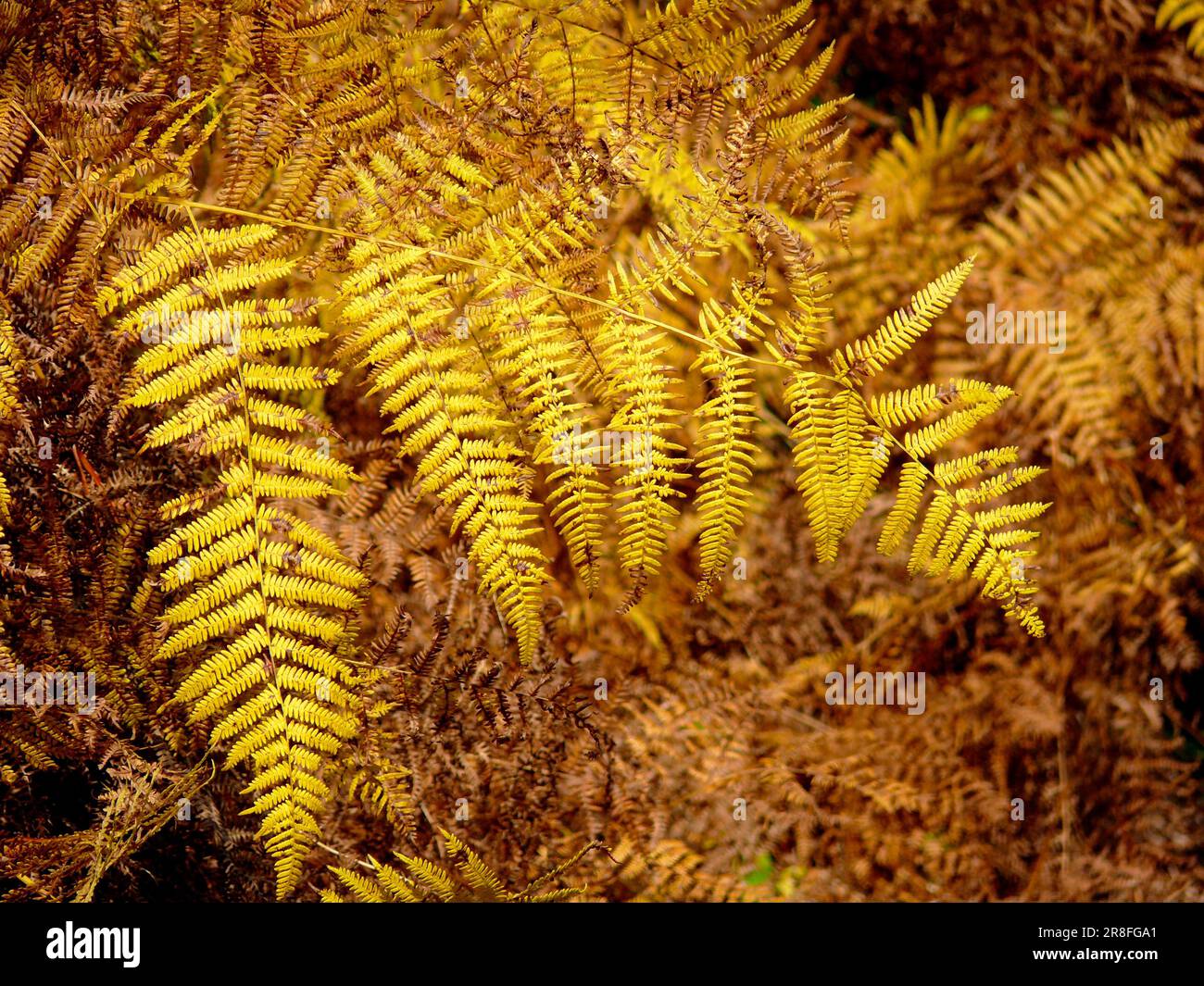 King fern, royal fern (Osmunda regalis) King panicle fern Stock Photo ...