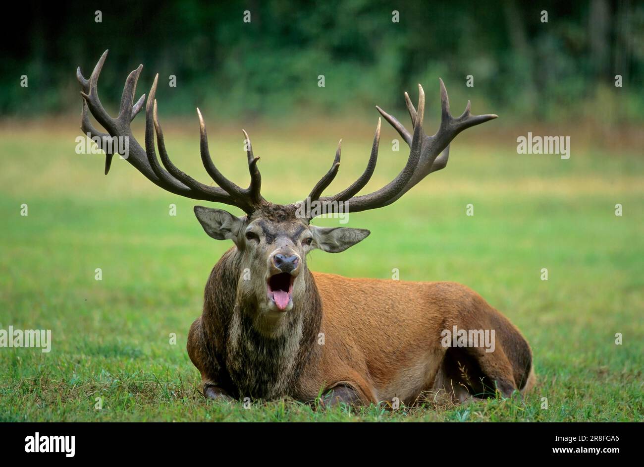Deer scream hi-res stock photography and images - Alamy