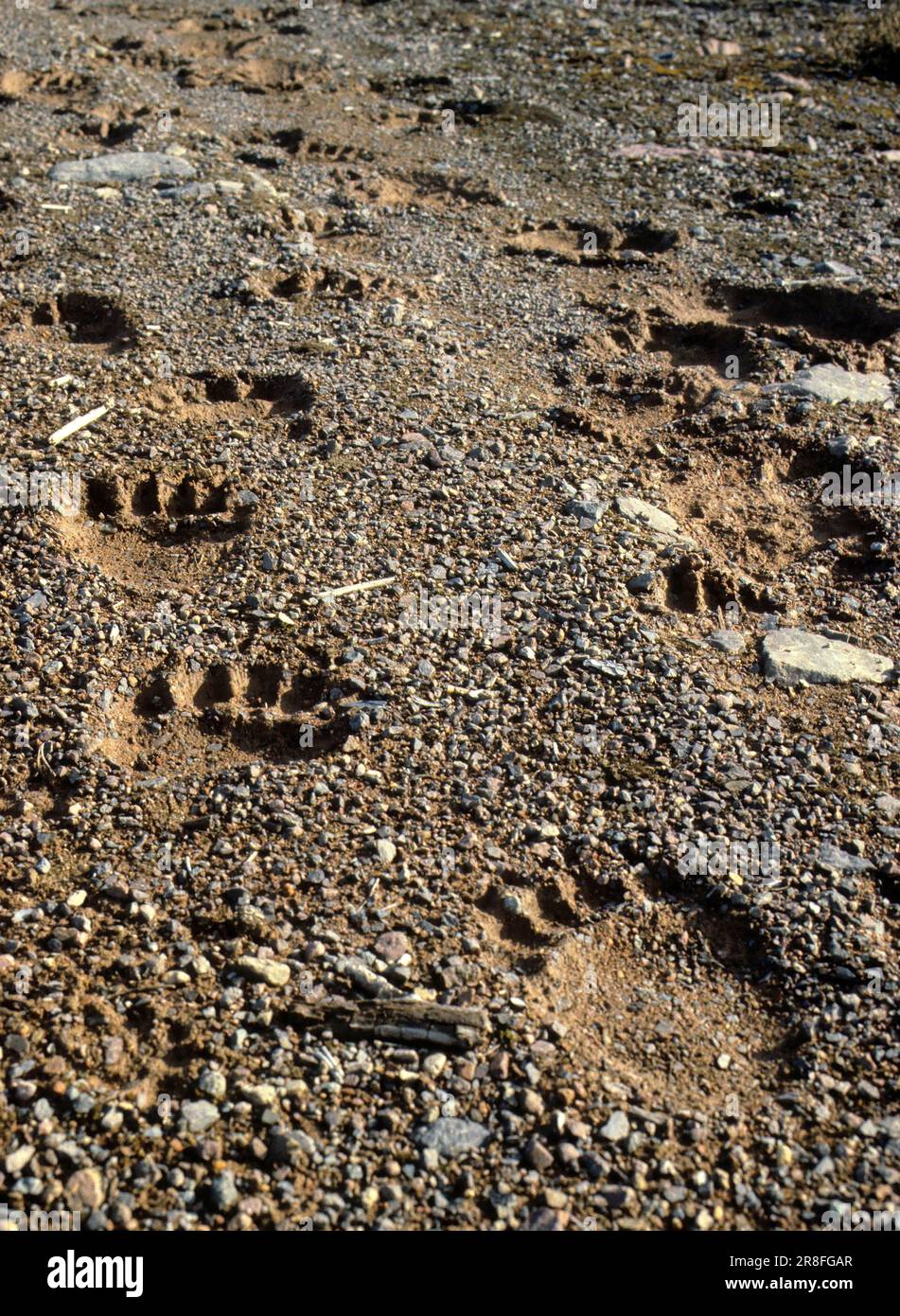 Bear foot hi-res stock photography and images - Alamy