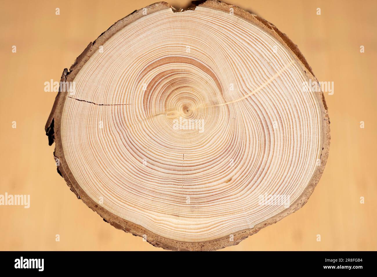 Cross section of a tree trunk, Norway Spruce (Picea Abies), with annual ...