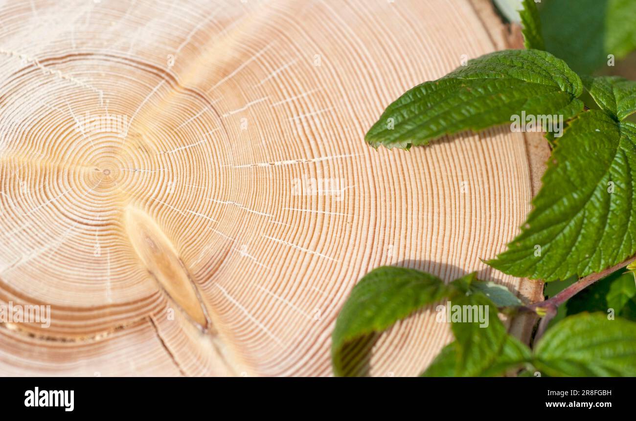 Cross section of a tree trunk, of an about 100-year-old Norway Spruce ...