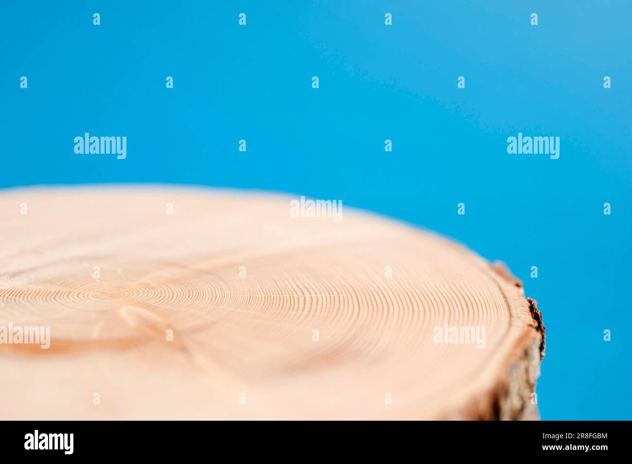 Cross section of a tree trunk, of an about 100-year-old Norway Spruce ...