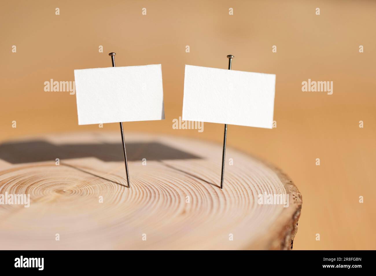 Cross section of a tree trunk, Norway Spruce (Picea Abies), with annual ...