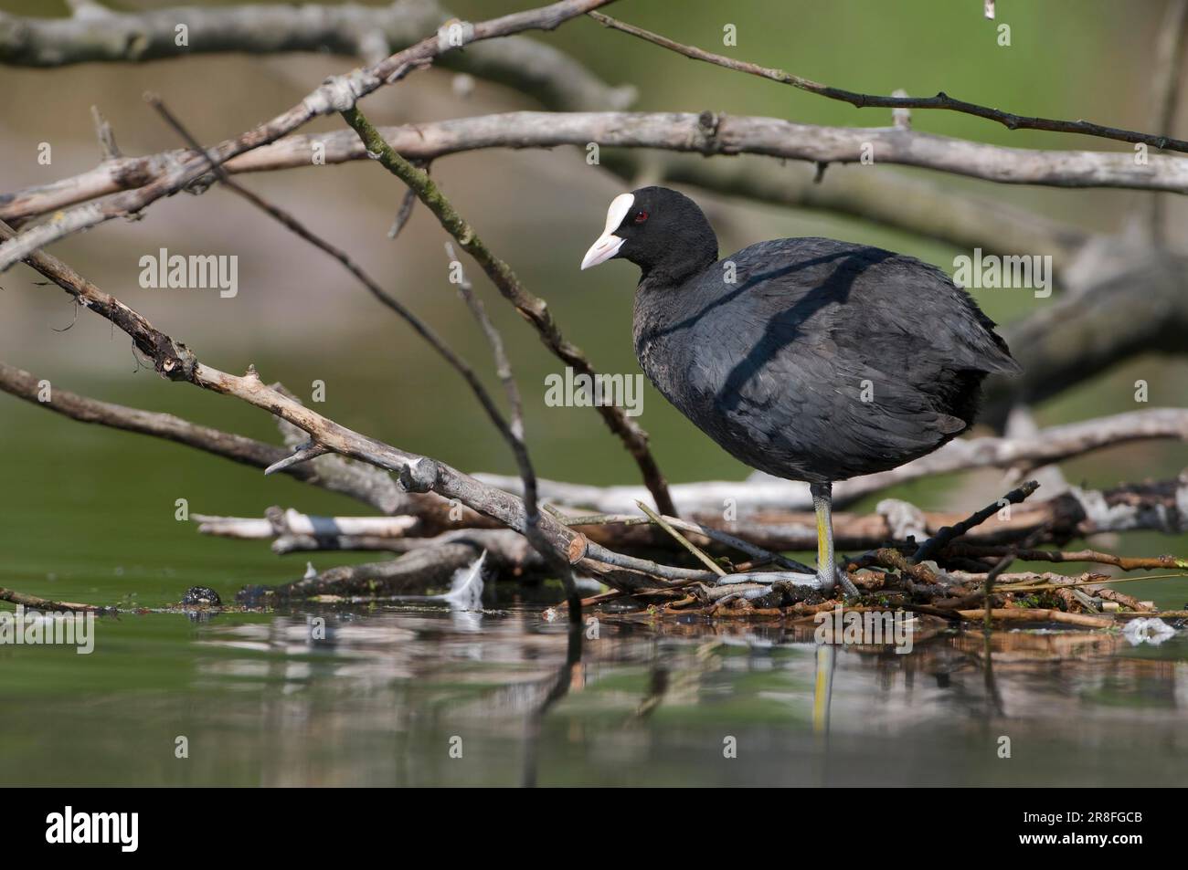 Common coot Eurasian Coot (Fulica atra Stock Photo - Alamy
