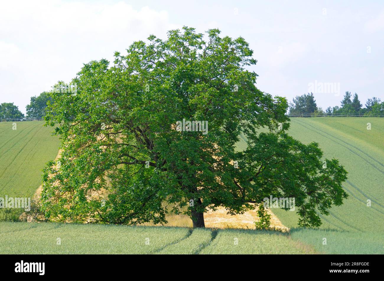 Wheat field and walnut tree, persian walnut (Juglans regia Stock Photo ...