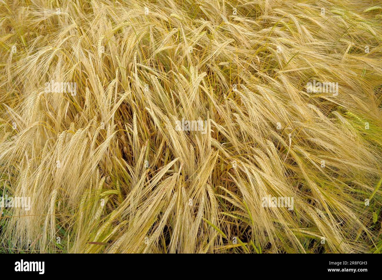 Rye (Secale cereale) field, rye Stock Photo - Alamy