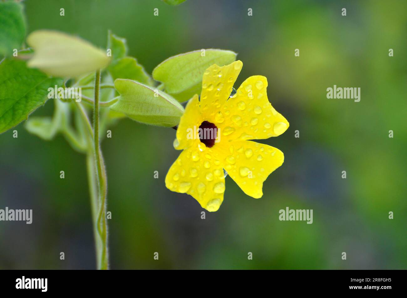 Black-eyed susan vine (Thunbergia alata), flower Stock Photo - Alamy