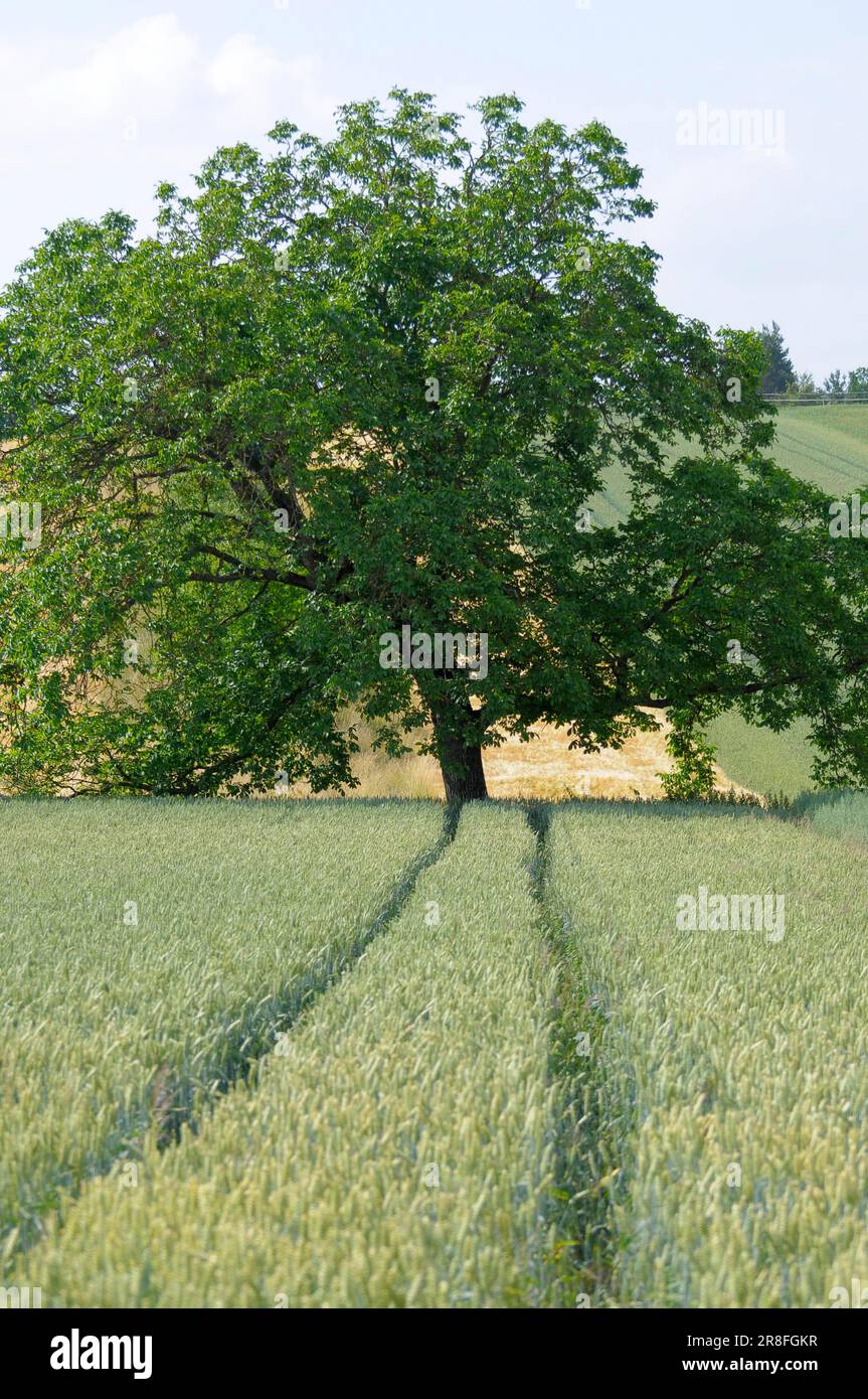Wheat field and walnut tree, persian walnut (Juglans regia Stock Photo ...