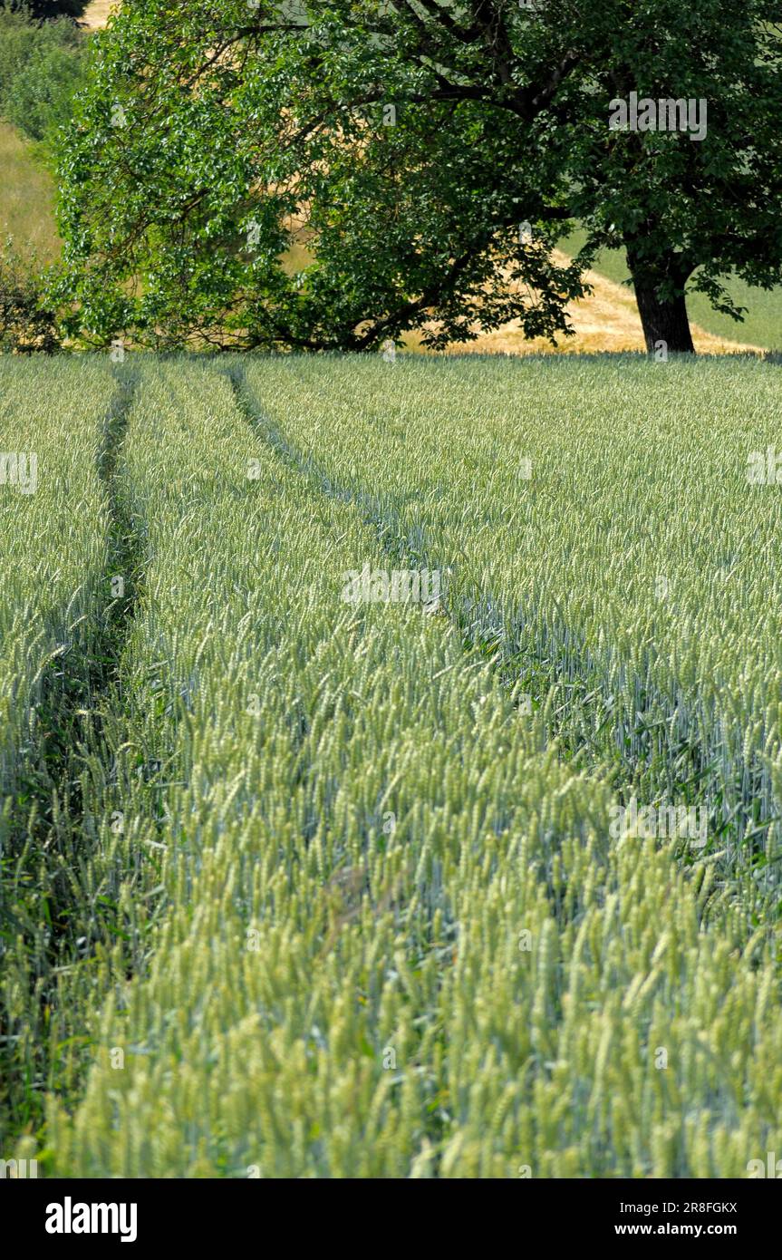 Wheat field and walnut tree, persian walnut (Juglans regia Stock Photo ...
