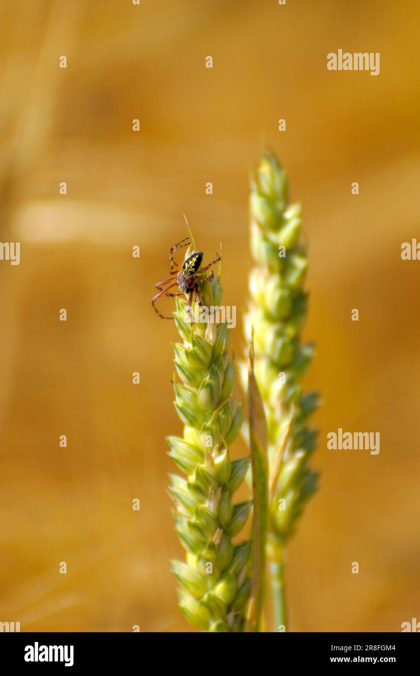 Wheat spider hi-res stock photography and images - Alamy