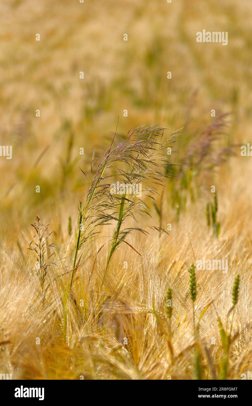 Rye (Secale cereale) field, rye Stock Photo - Alamy