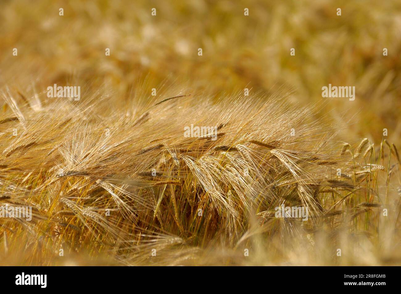 Rye (Secale cereale) field, rye Stock Photo - Alamy
