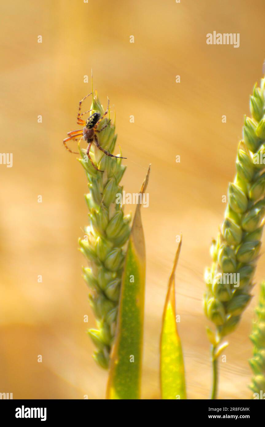 Wheat ears, rye (Secale cereale) field, rye, spider on wheat ear Stock ...