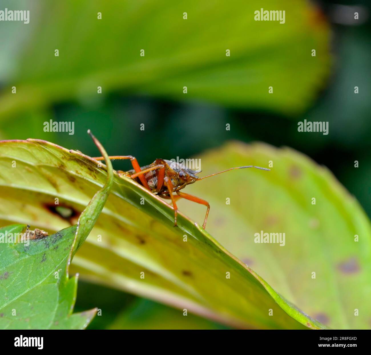 Bug on hydrangea leaf Stock Photo - Alamy