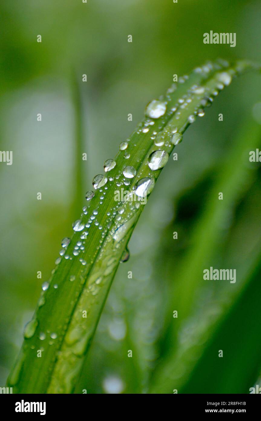 Water drop on lily leaf, lilies (Lilium Stock Photo - Alamy