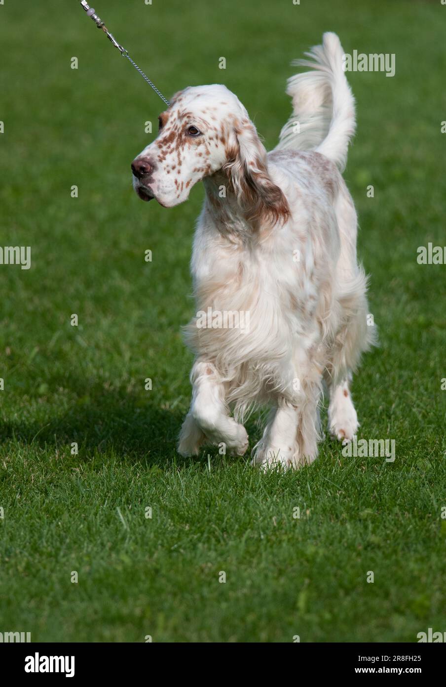 English setter in dog hi-res stock photography and images - Alamy