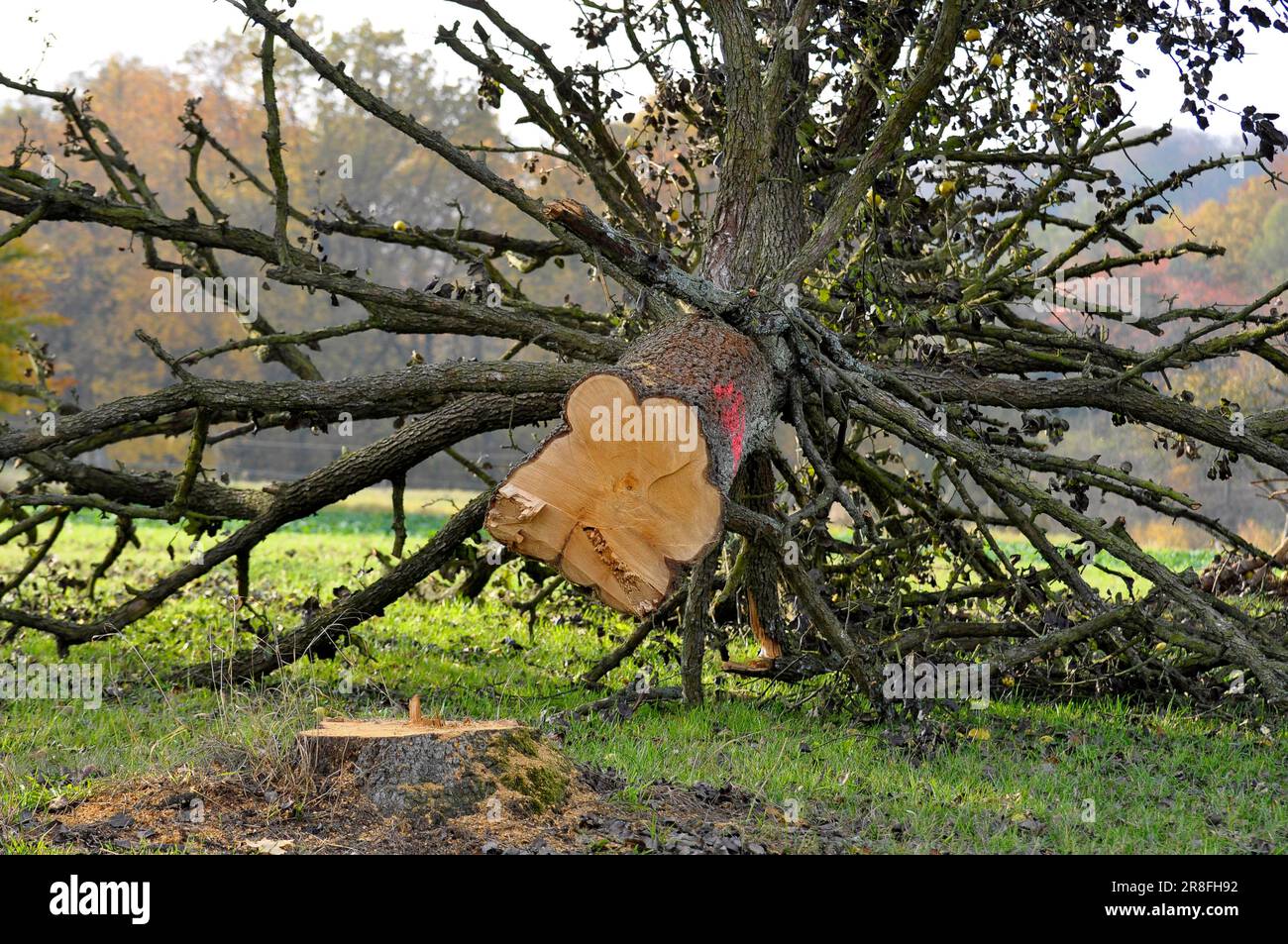 Old felled pear tree in fruit tree meadow Stock Photo - Alamy