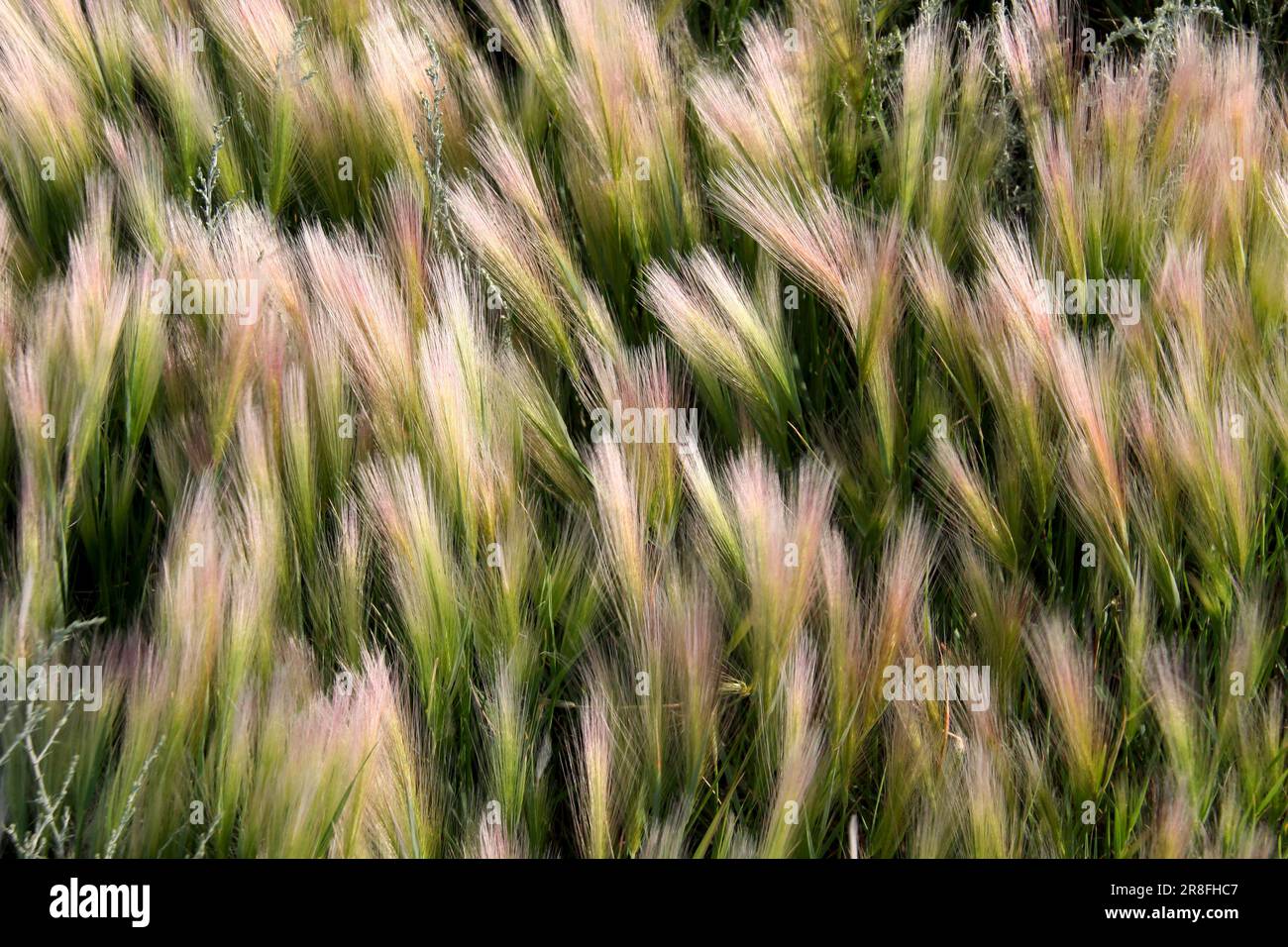 Steppenwind hi-res stock photography and images - Alamy