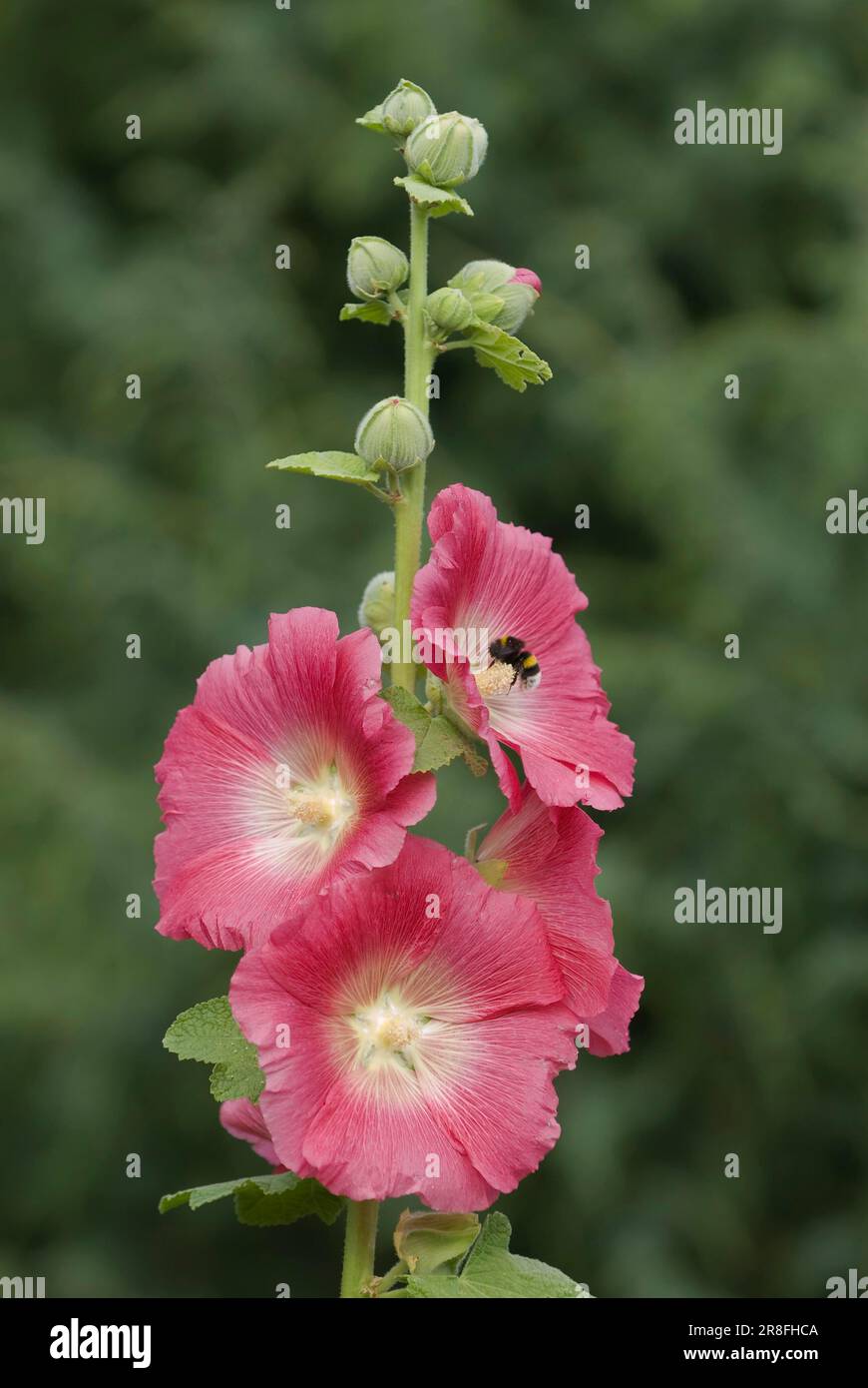 Flowering mallow, hollyhock, poplar rose, garden common hollyhock ...